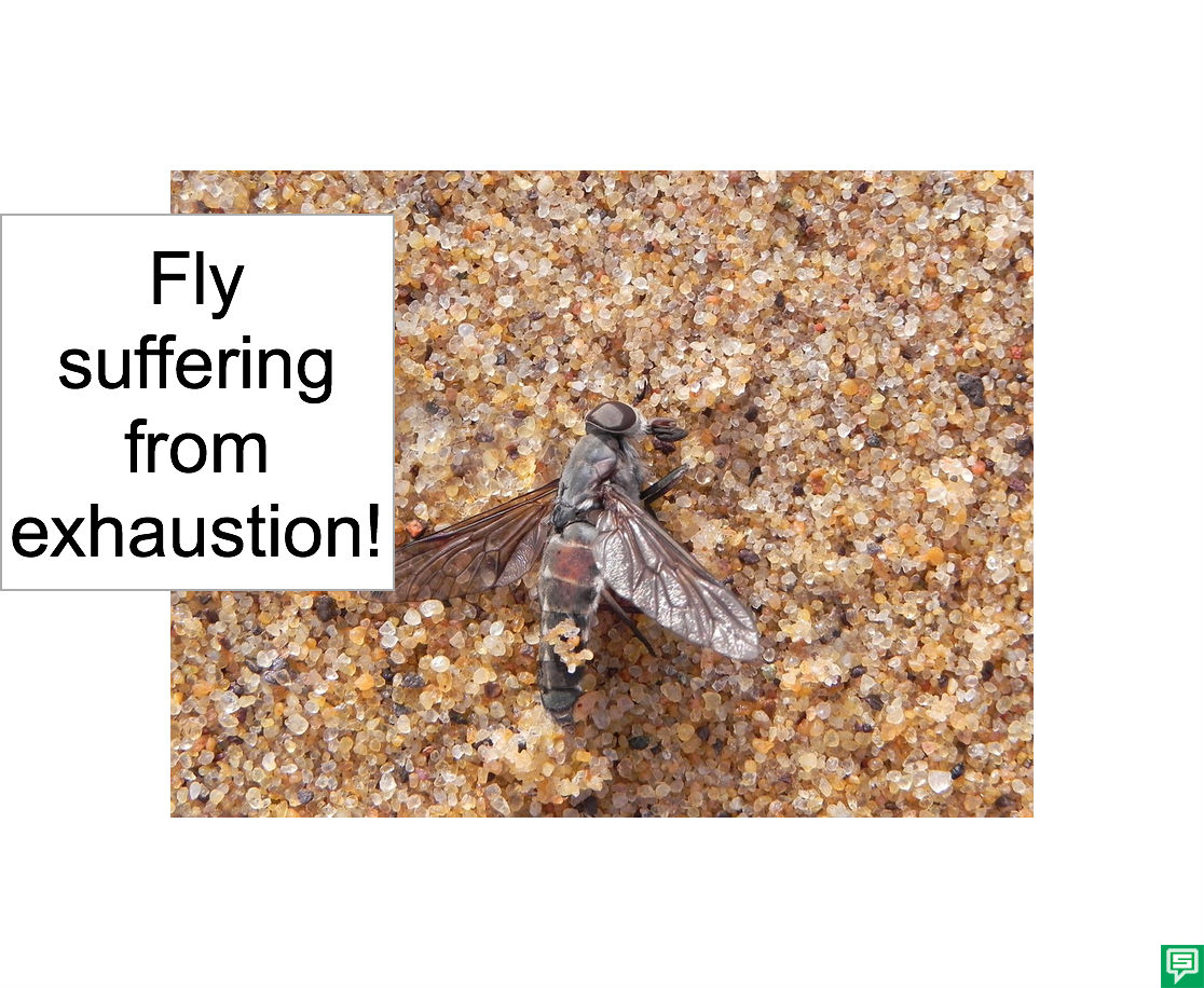 ATHOL SCIENCE NEWS: INSECT SUCCUMBS TO EXHAUSTION DURING EXPERIMENT ...